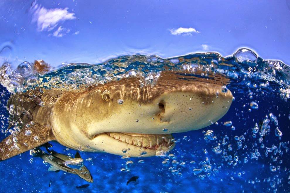 Τέχνης Σύμπαν και Φιλολογία: Ο «πρωτότυπος» καρχαρίας. Ozarcus mapesae ...