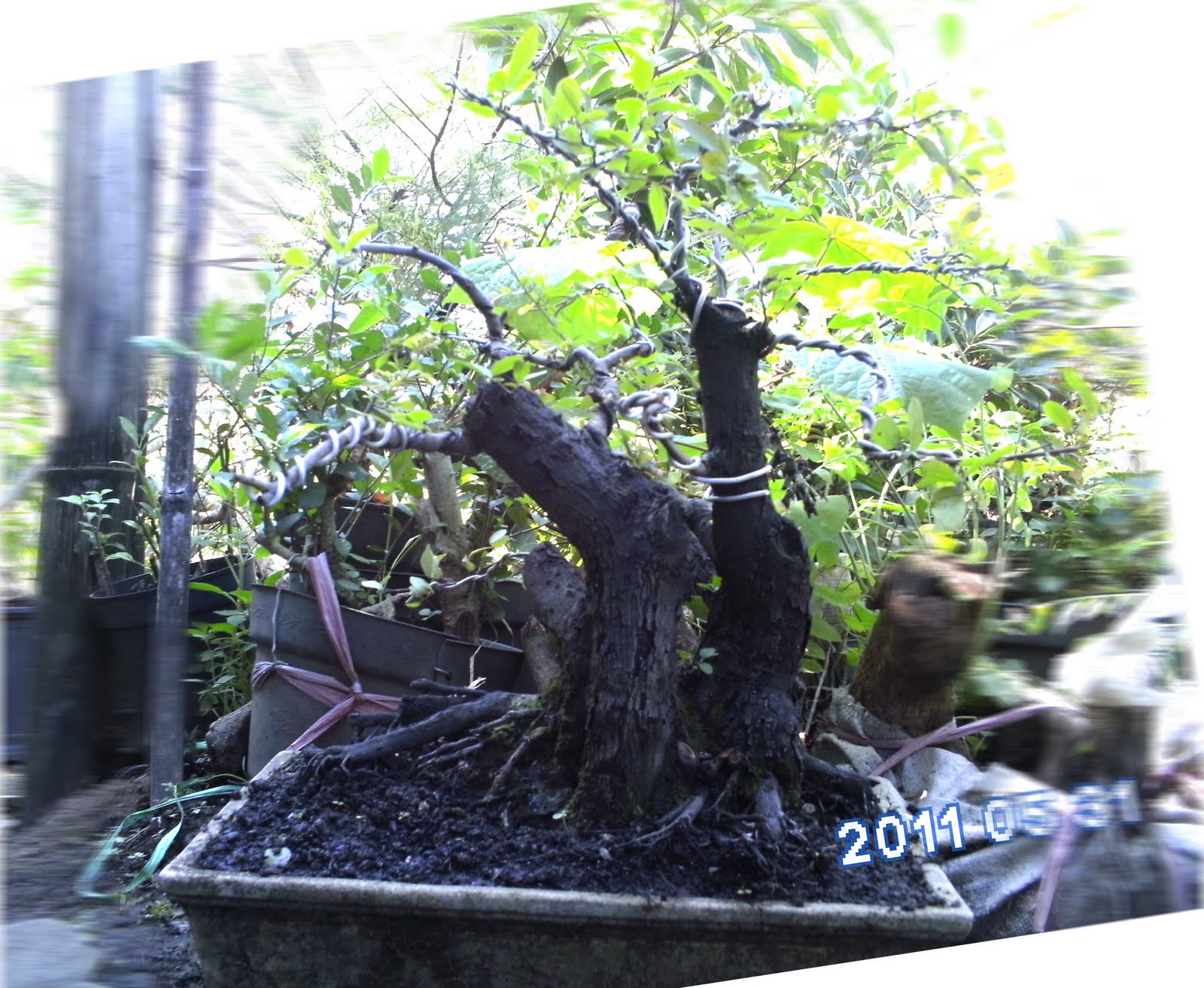 bonsai market / tanaman bonsai (atim bonsai): Bonsai di Lapak