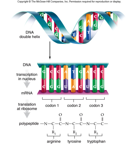 The Utilitarian Scientist