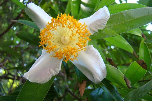 PRGC(A) DEPARTMENT OF BOTANY: Mesua ferrea L. - Ironwood or Nageswar