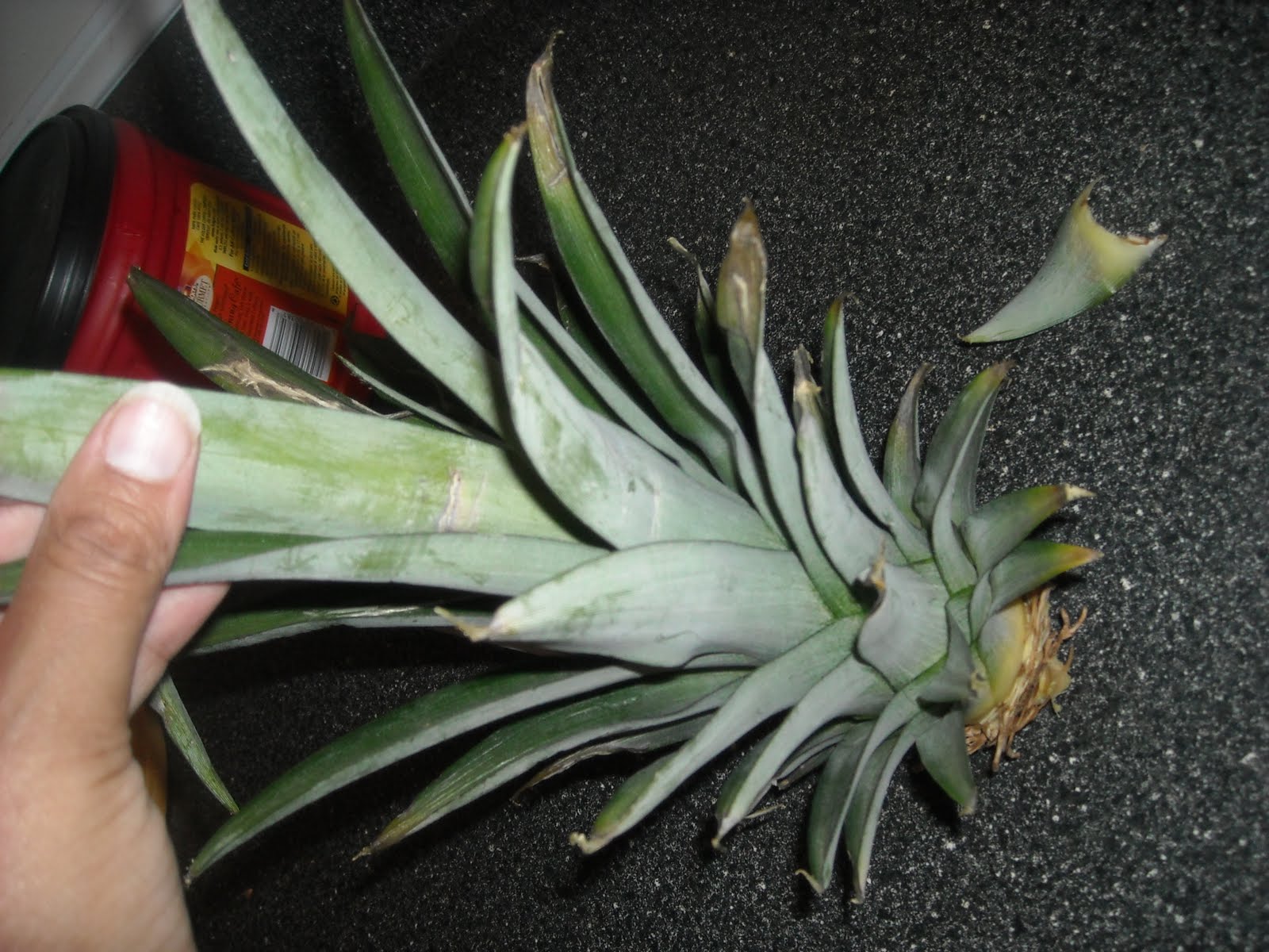 Growing Pineapples @ Home