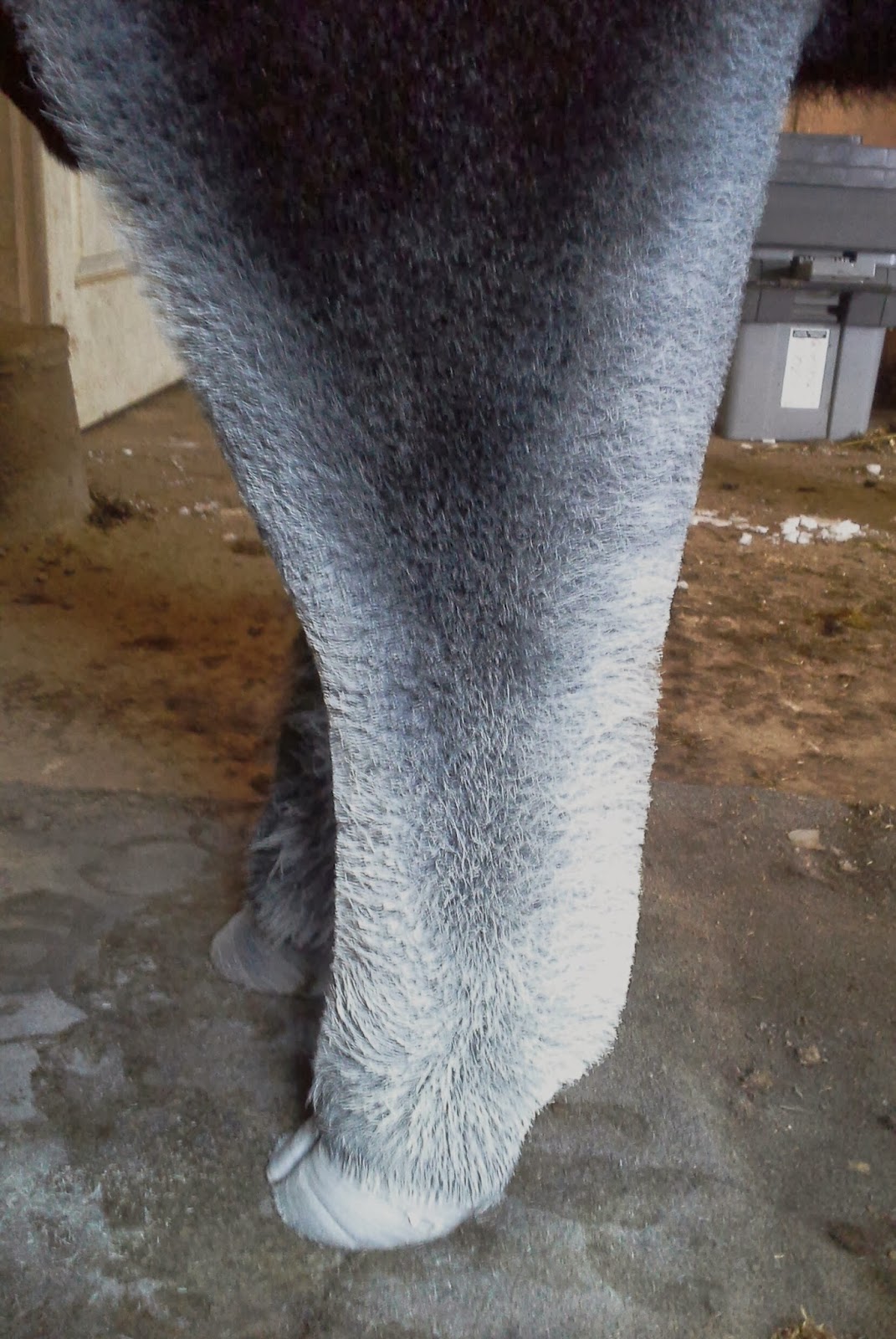 MITTAG Blog: TOP 6 FRONT LEGS