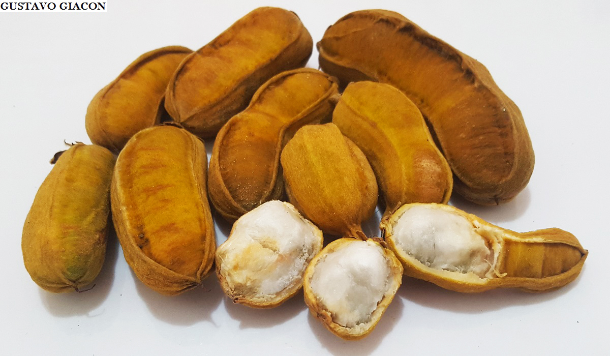 Viveiro Ciprest - Plantas Nativas e Exóticas: Ingá do Brejo ( Inga vera )