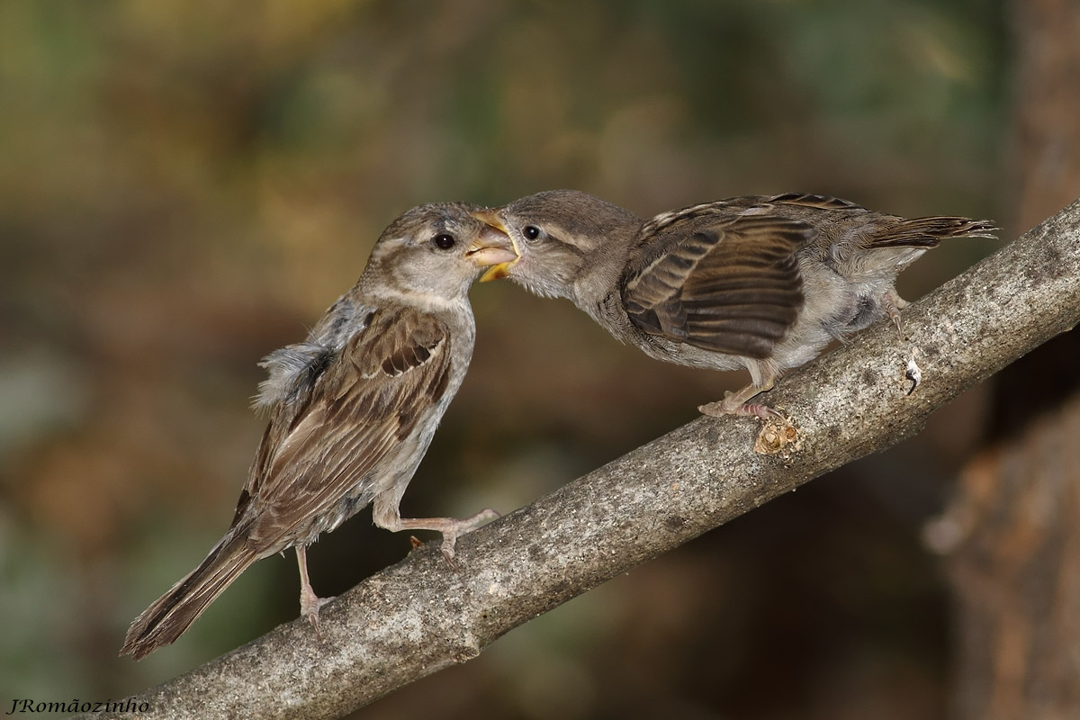Pescador de aves: A família Pardal