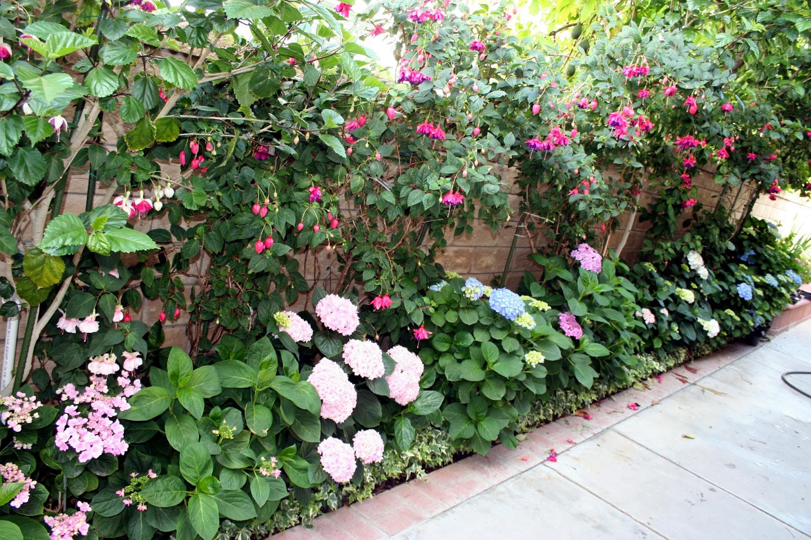 Colorful Gardening in Southern California: Heavenly Hydrangeas in Summer