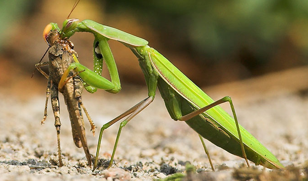Perbedaan Predator dan Parasitoid | detiktani.com