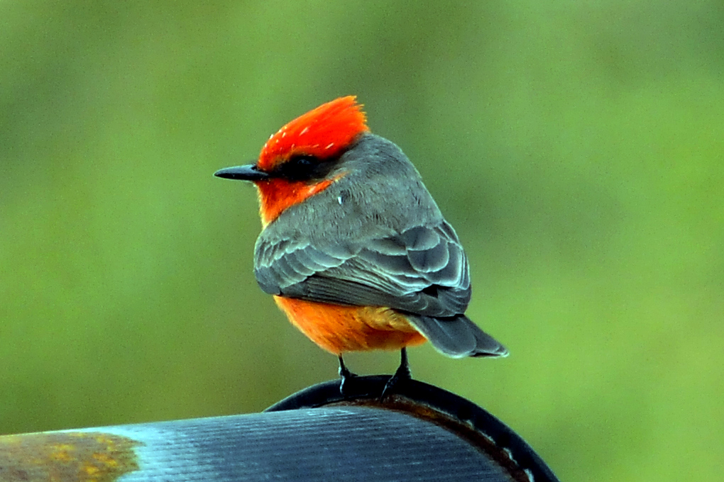 The Nature of Framingham: The Elusive Vermillion Flycatcher