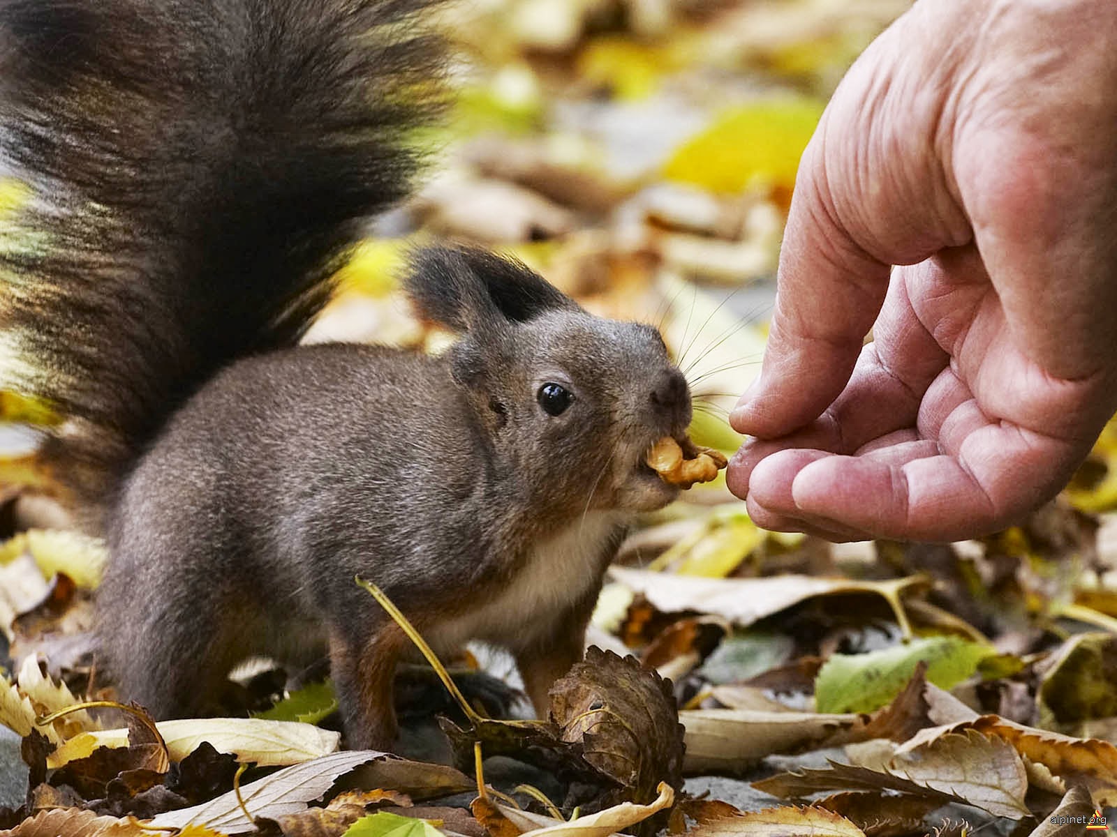 plopu' rezista cel mai mult...