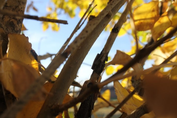 Forever Charmed: VIRTUAL ESSAY