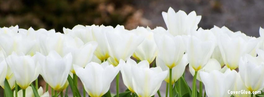 lovely pinky: Tulips Facebook Covers