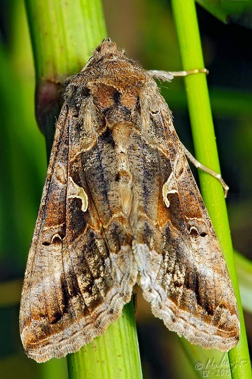 Biodiversidad Costa Granadina y ... (Fauna): Gamma de plata (Autographa ...