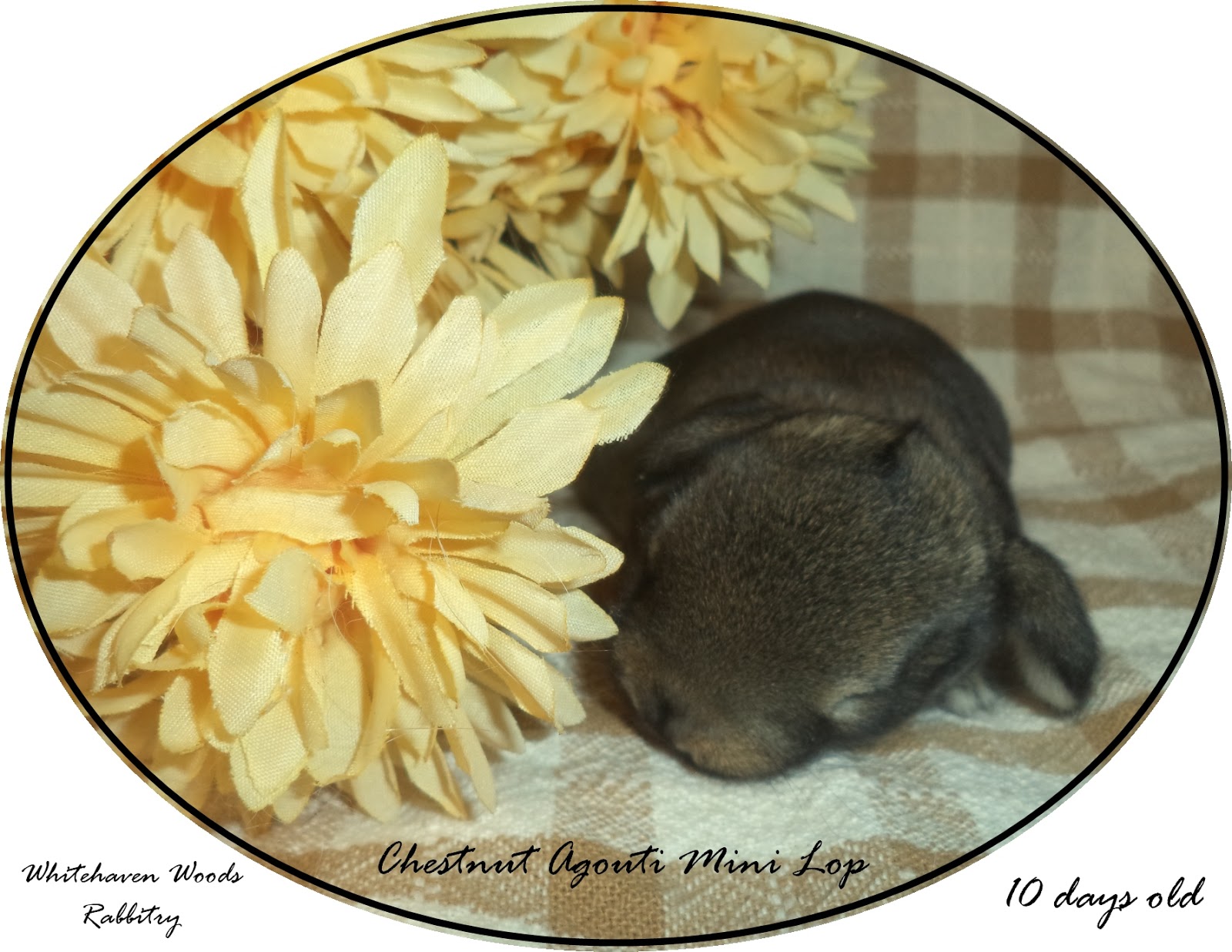 Whitehaven Woods Rabbitry : 10 day old Mini Lop photos
