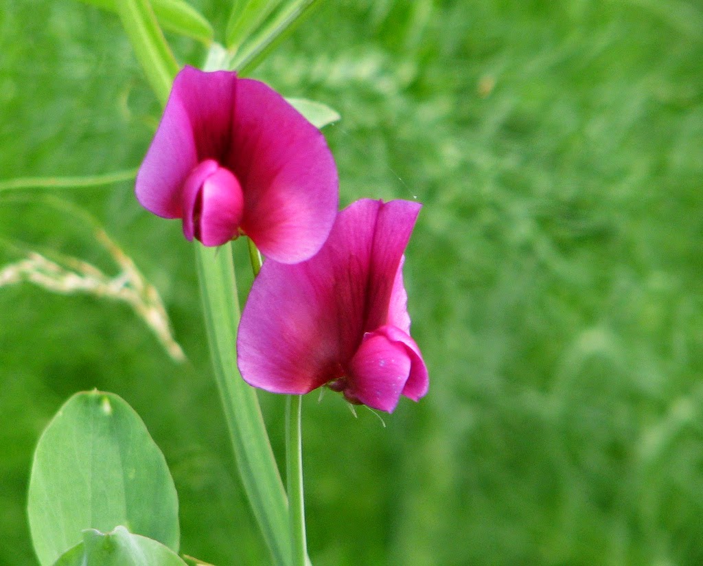 Love is an Escape ♥: Bunga Spesial untuk Setiap Bulan Kelahiran