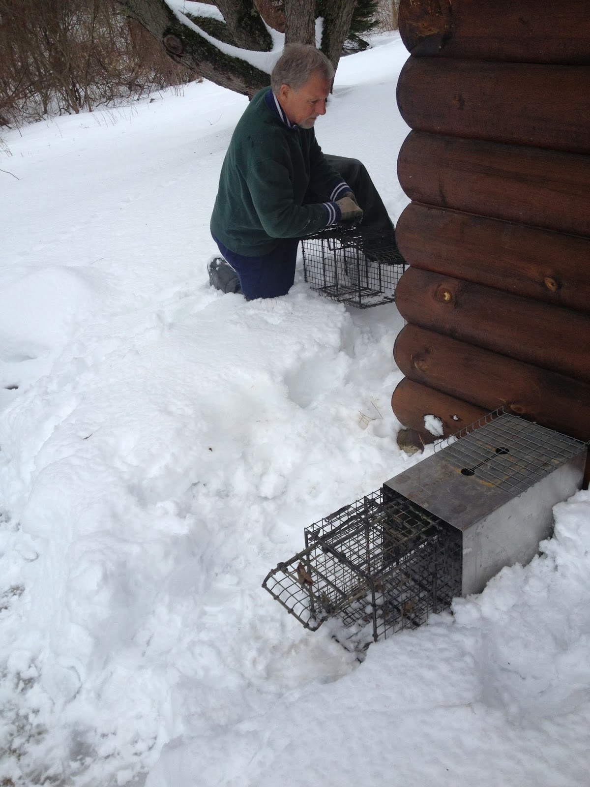 Skunk breeding seaon - Comstock Custom Cage