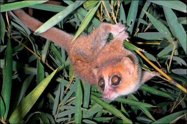 Species New to Science: [Primatology • 2013] Microcebus marohita & M ...