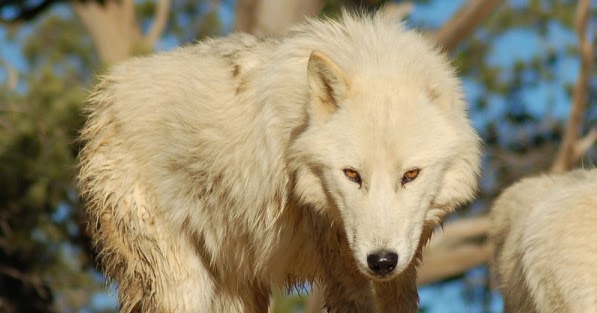 White Wolf : The Legend of The White Wolf - Halloween Legend