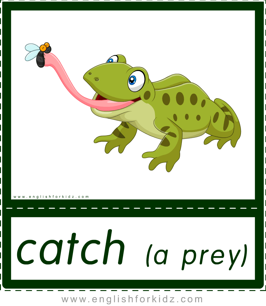Printable Flashcards: Animal Actions. Part 1.