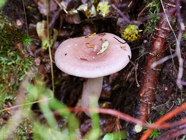 PIENI SIENIOPAS JA YKSI SIENIPASTA (GF) + SIENISALAATTI | Syötävän hyvä