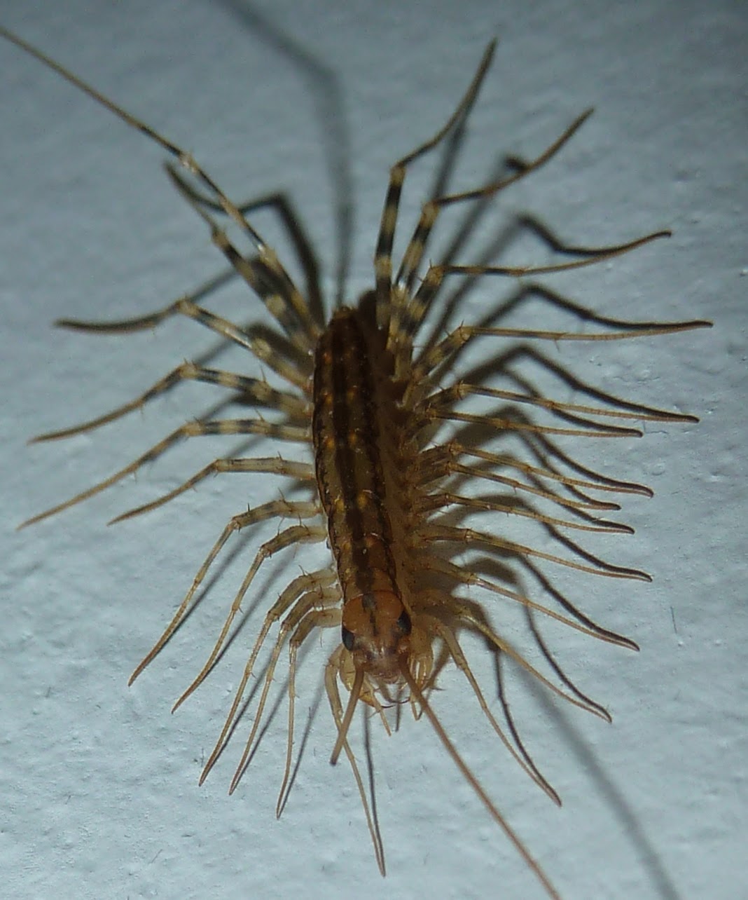 Bichos: Cienpiés (Scutigera coleoptrata)