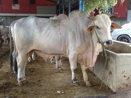 Perbandingan Sapi Bali (Bos Sondaicus) Dengan Sapi Ongole (Bos Indicus ...