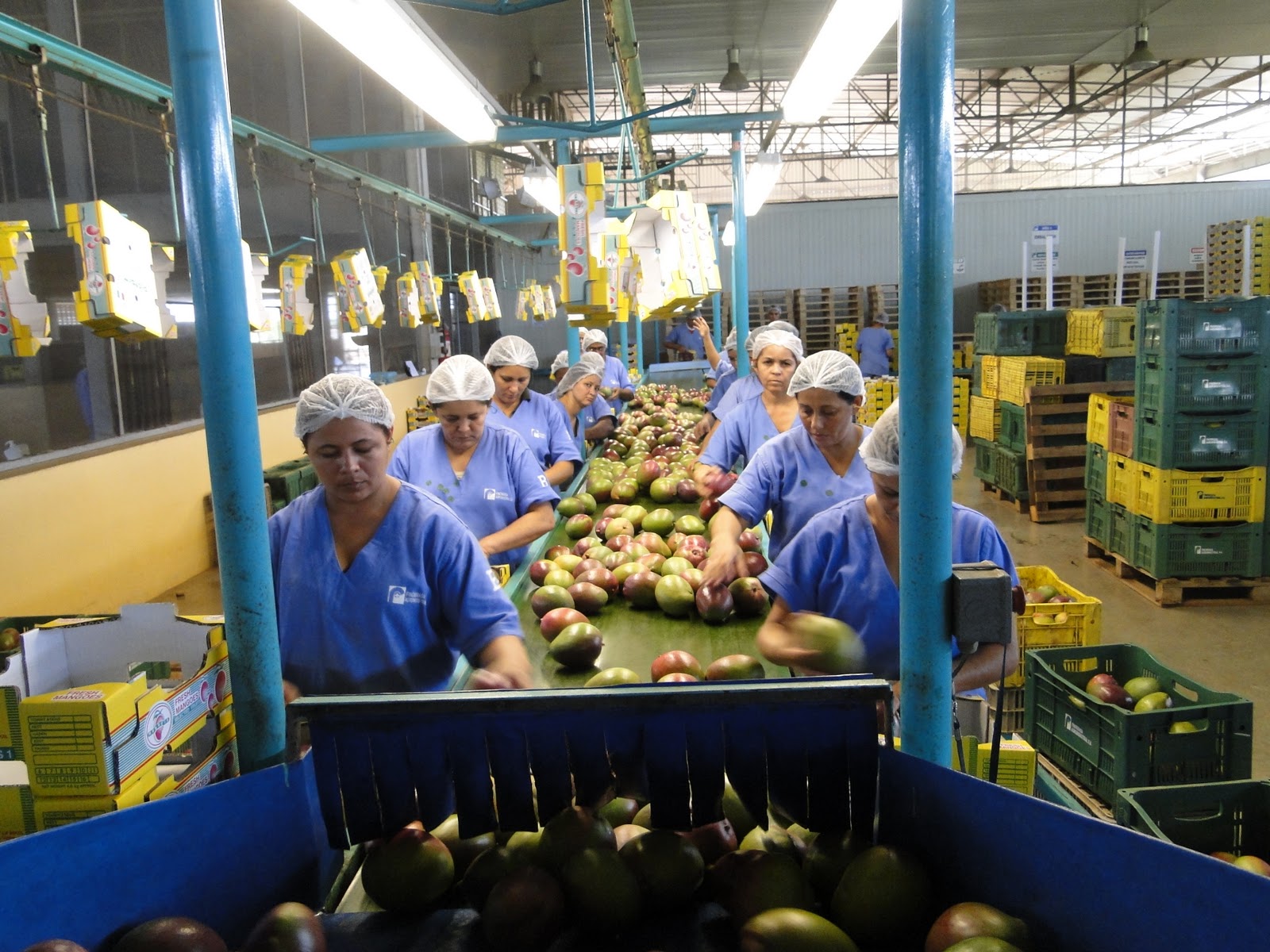 .: Belém de São Francisco tem a maior produtora e exportadora de mangas ...