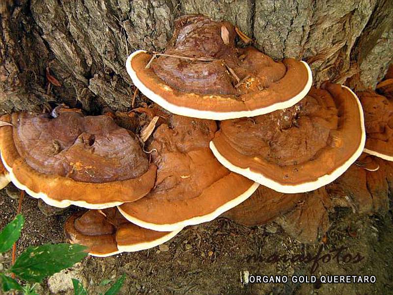 gano: Fotos del Hongo Ganoderma Lucidum