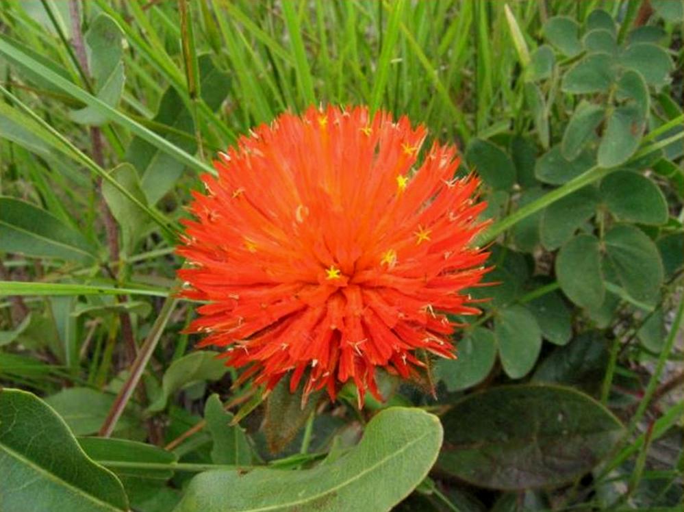 Caliandra do Cerrado: Uma flor do Cerrado: Para-tudo, a flor que nunca ...