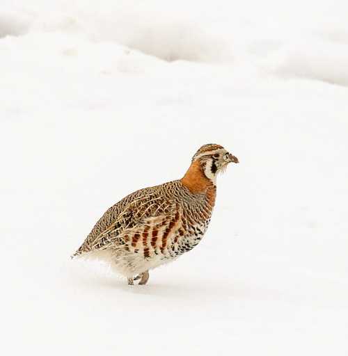 List of Indian partridges - Images | Birds of India | Bird World