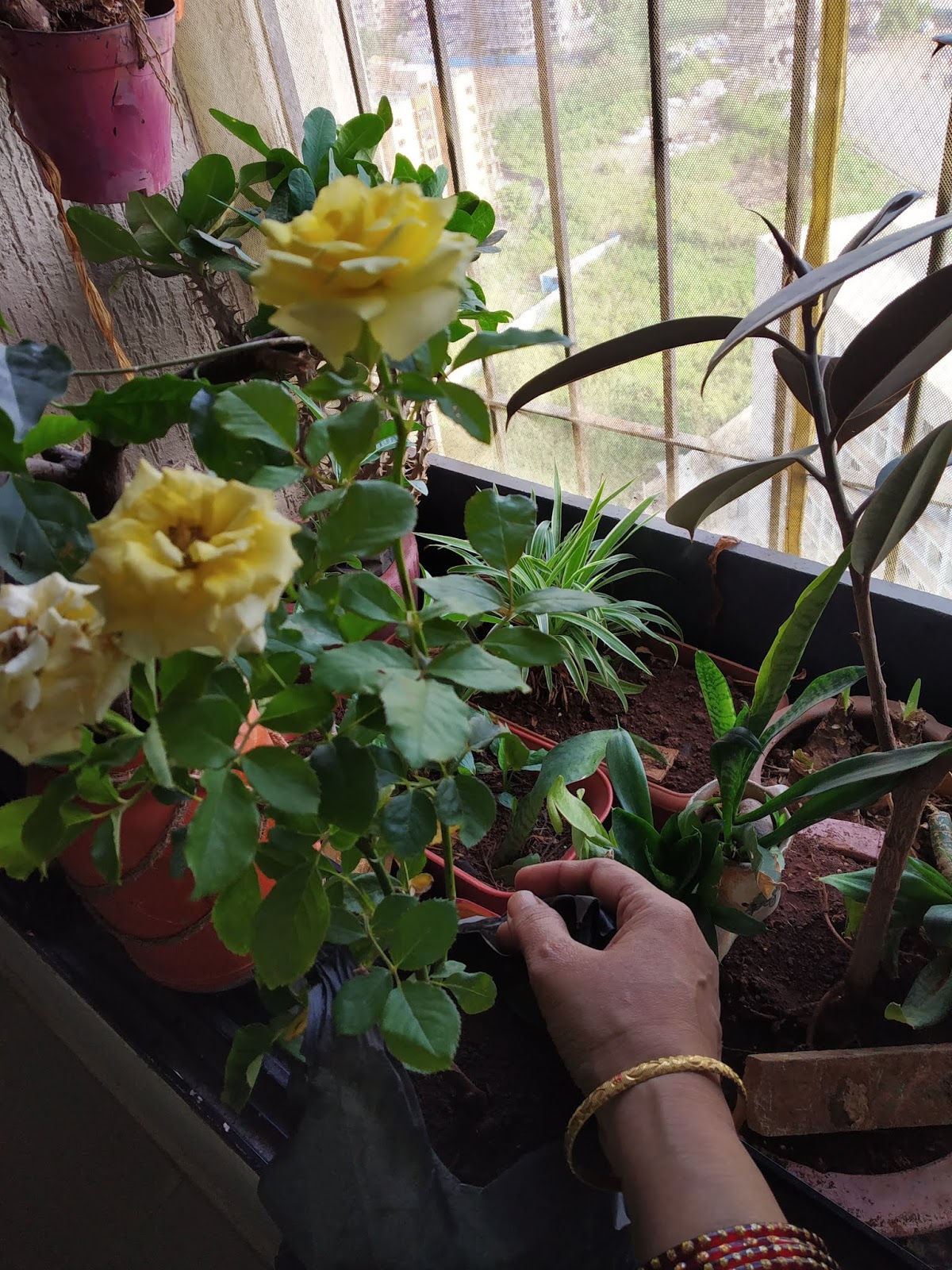 Garden Care Simplified: Window Gardening Window Sill Gardening 9 ...