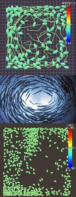 800 million: Spin Around & Aligning with the Hertz Model