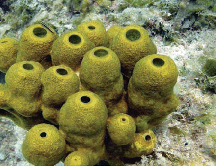 Seed to Feed Me: WHAT IS A SEA SPONGE?
