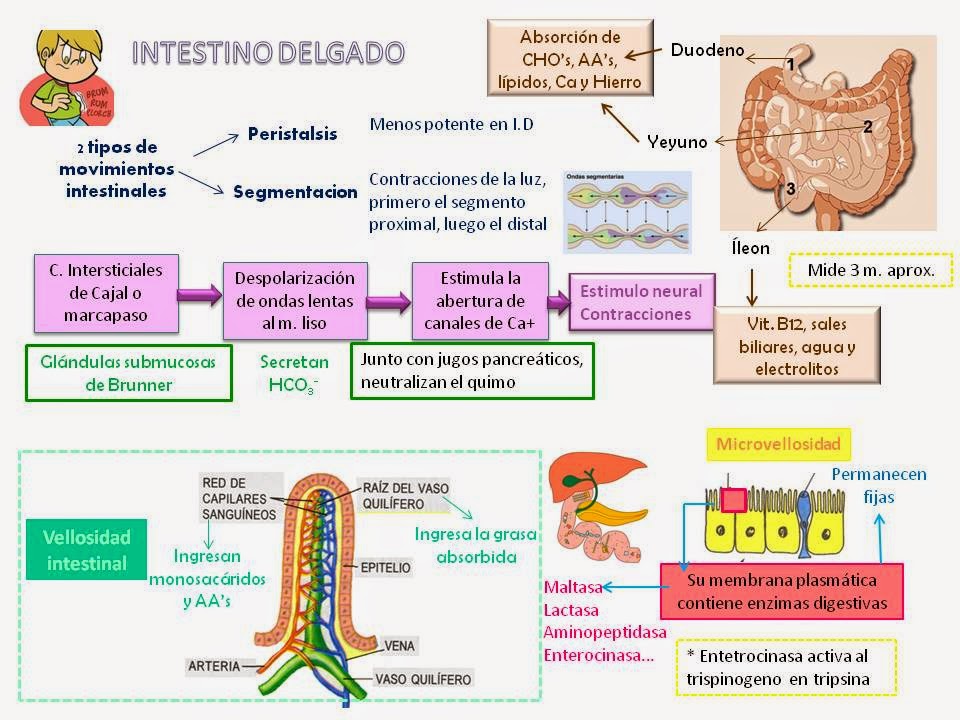 Blog de Fisiologia Médica de Brenda de Jesús Valdez Armenta: Intestino ...