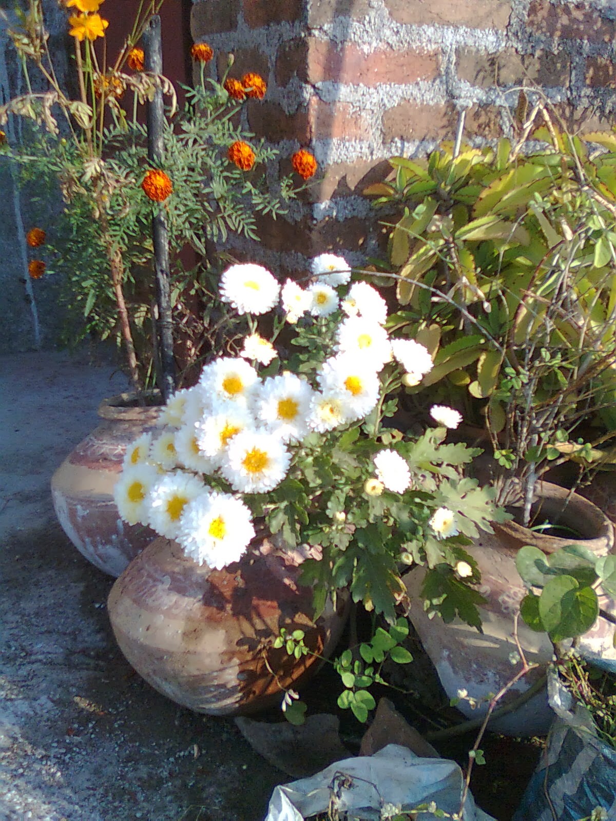 White Sevanti flower in my home