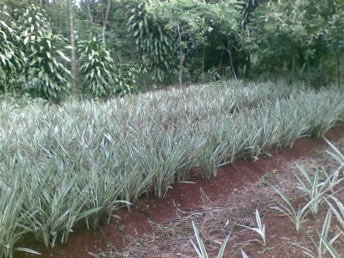 Jual Pohon Lili Brazil | Pohon Lili Paris | Pohon Airis | Aneka Tanaman ...