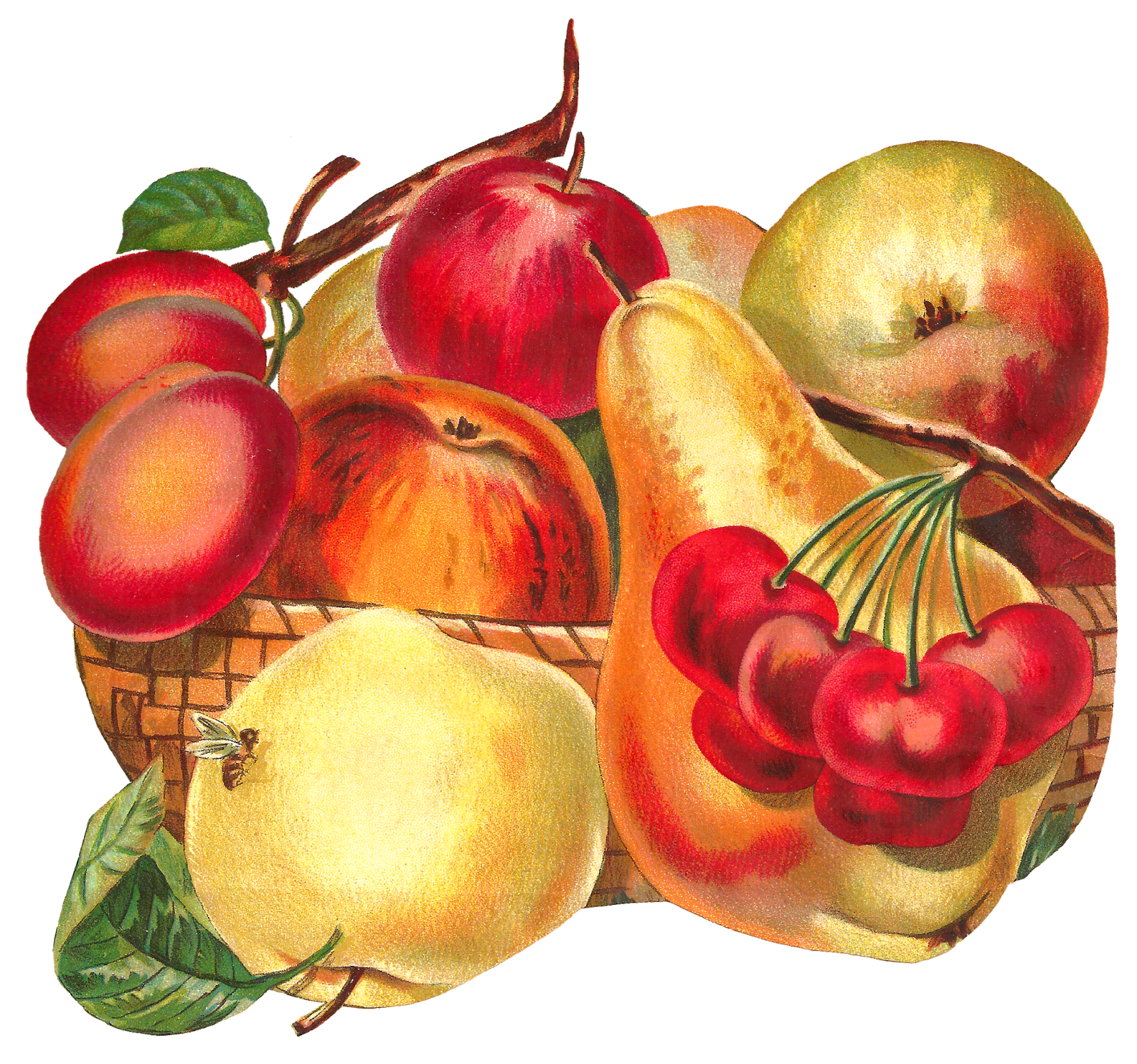 Antique Images: Fruit Basket Botanical Artwork Digital Download Apple ...