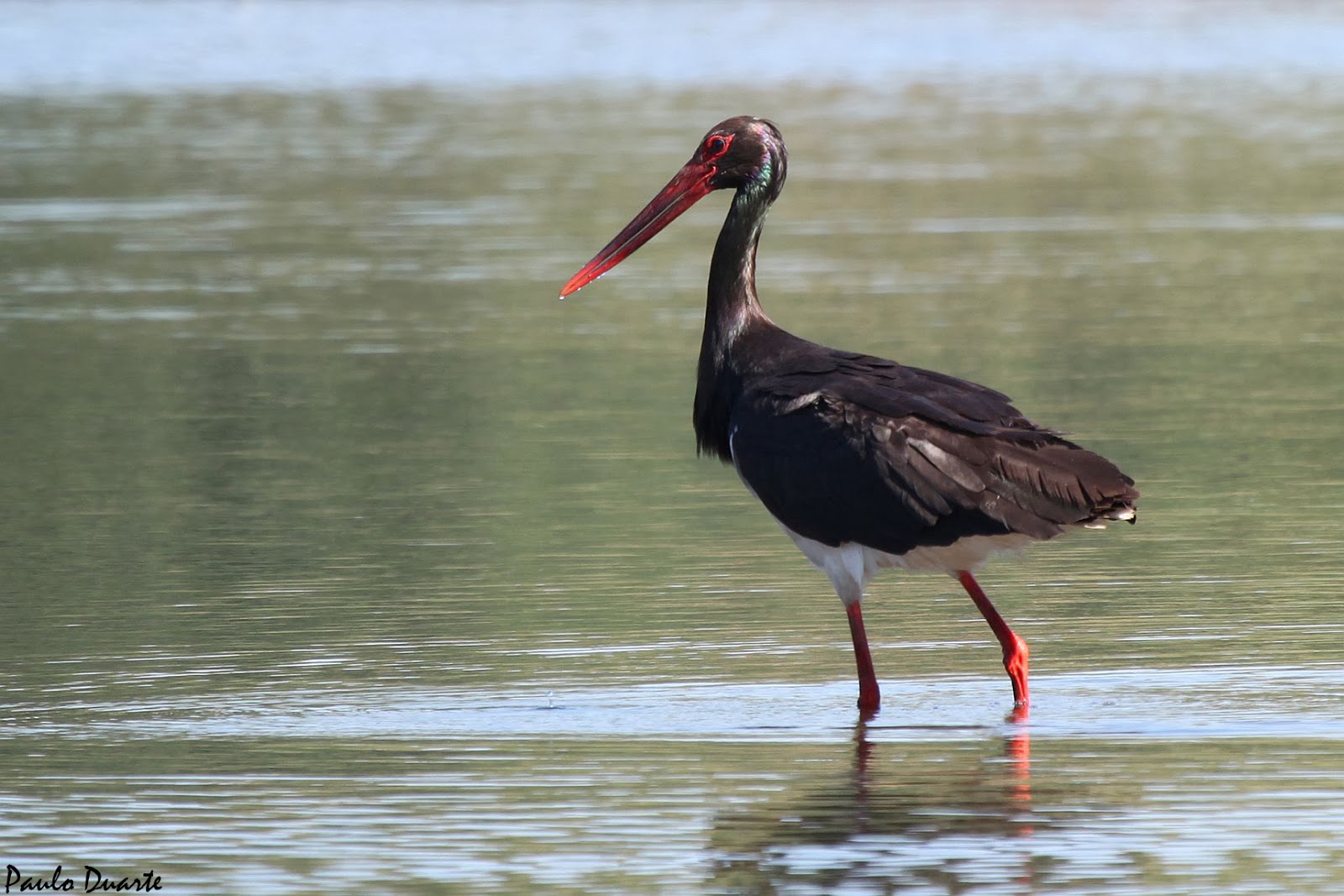 A arte de debicar: Cegonha-preta
