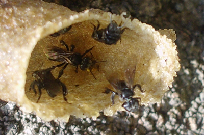 HEALTH INFORMATION.: Benefits of Honey Kelulut Bees or trigona bees honey.