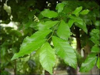 Herbs-Treat and Taste: TOOTHBRUSH OR SANDPAPER TREE: HISTORY, USES AND ...