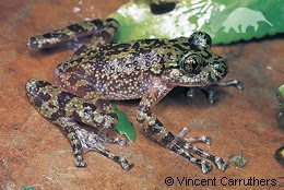Table Mountain: Ghost Frog