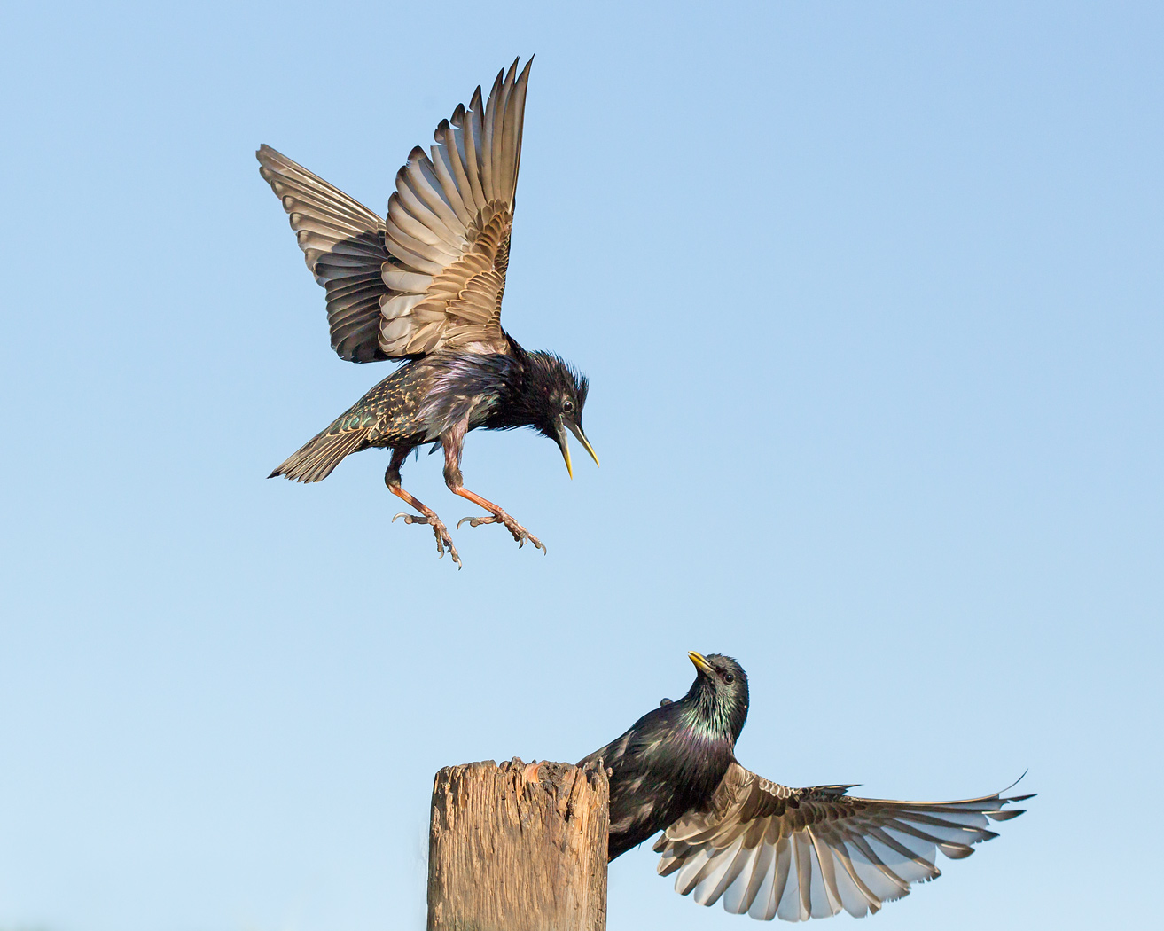 Martin Jump Wildlife Photographer: STARLING AGGRESSION.