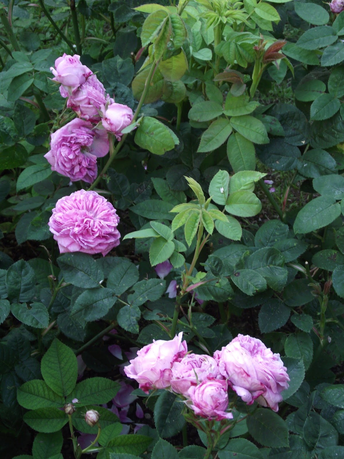 Promesse de roses: Bel inconnu
