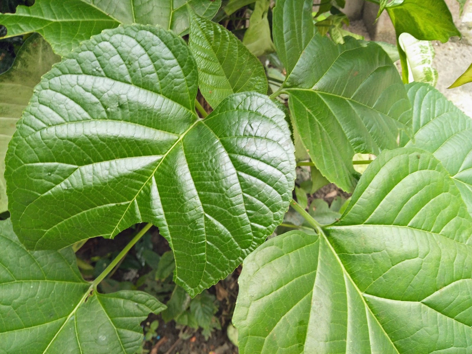 Nephaphu : A Diabetic Friendly Vegetable