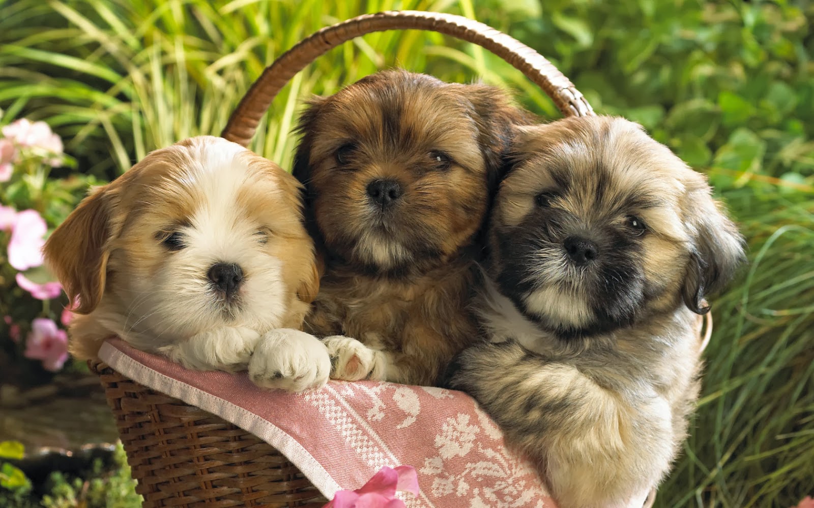 Perritos bebés HD - Imagui