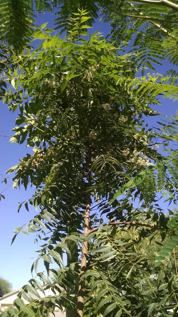 Desert Valley Orchard: Neem