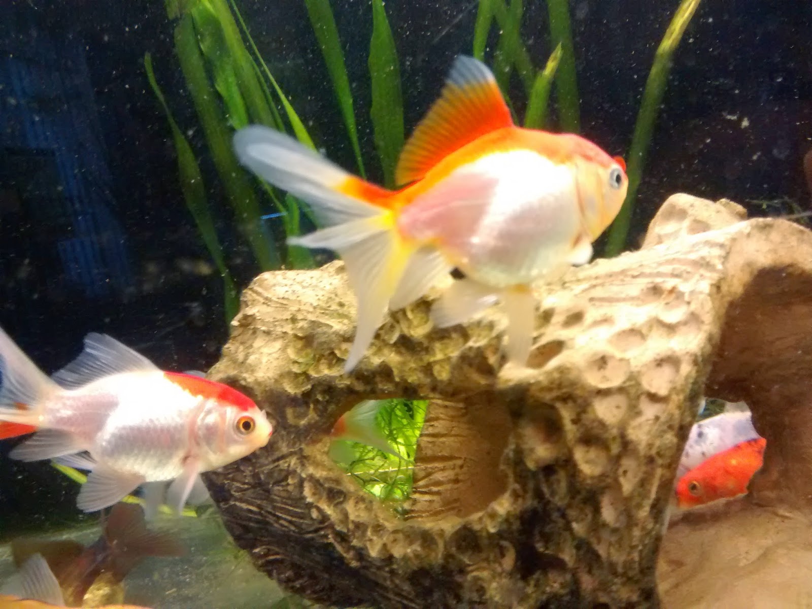 Acuarios Decorpez: Como elegir tu pecera