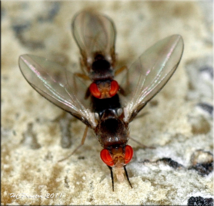 The Home Bug Garden: How to Know a Fly, Part II: Fruit, Pomace, Names ...