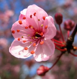 Flori de primavara: Florile de cires