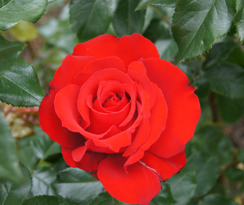 Portland Rose Gardens