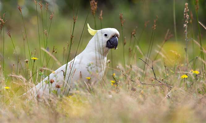 Gambar Burung Kakak Tua Hitam Putih - Gambar Burung Gambar Burung Kakak Tua Hitam Putih - Gambar Burung