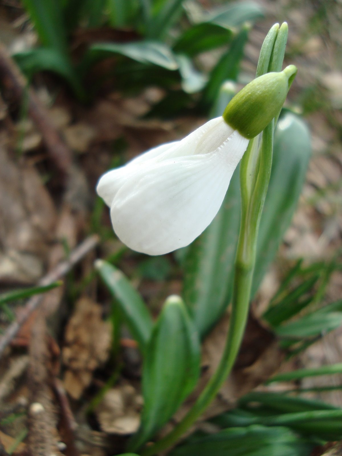 In flowers...: Подснежники и Пролески